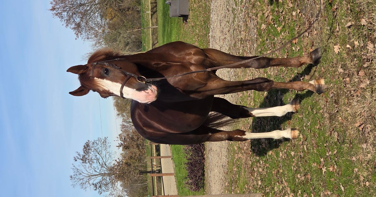 Barrio Dei Dioscuri (BAEDEKER x C'OR DEL SAURO) - Other Studbook for ...