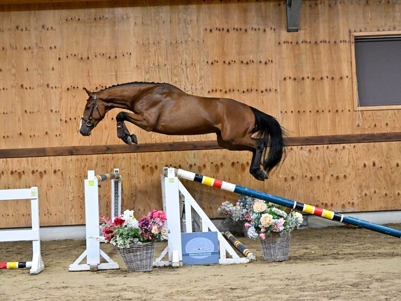 Willy Balou ☆ (BALOUBET DU ROUET x AREZZO VDL) - Belgian Warmblood for ...