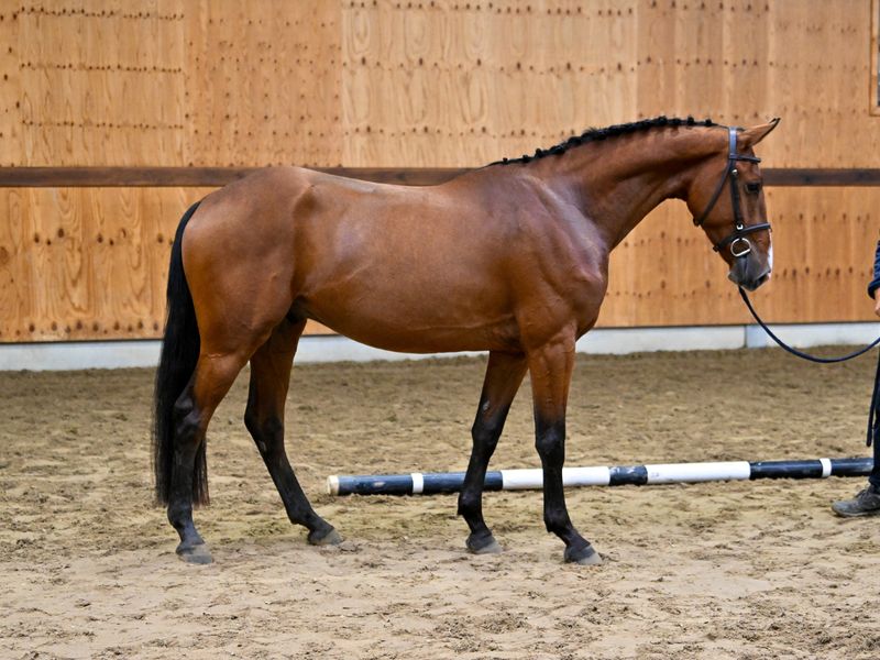 Willy Balou ☆ (BALOUBET DU ROUET x AREZZO VDL) - Belgian Warmblood for ...