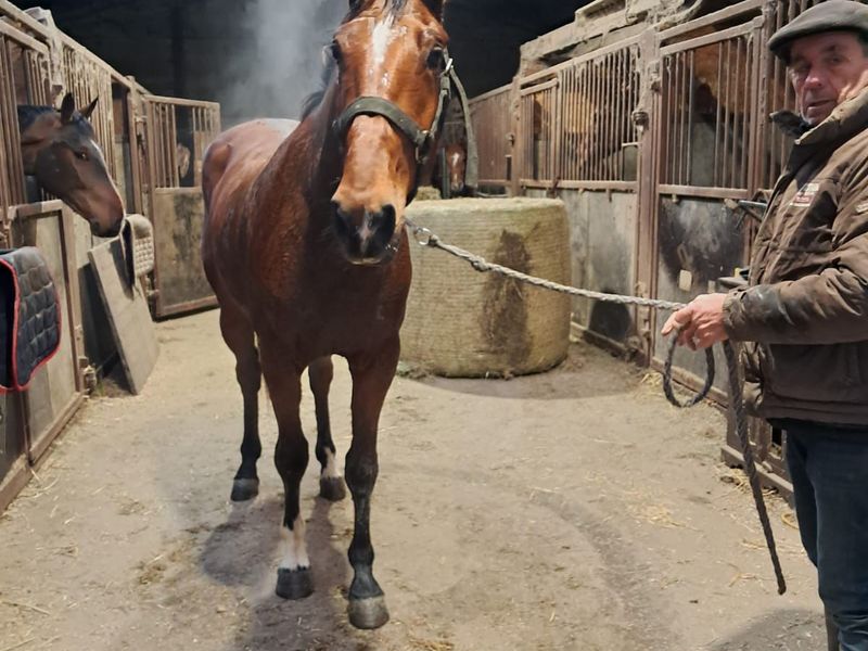 Wildcard van Strijtem ☆ KASANOVA DE LA POMME x MINUTE MAN - Belgian Warmblood for sale | PaardPlaats