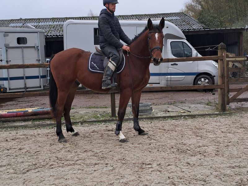 Wildcard van Strijtem ☆ KASANOVA DE LA POMME x MINUTE MAN - Belgian Warmblood for sale | PaardPlaats