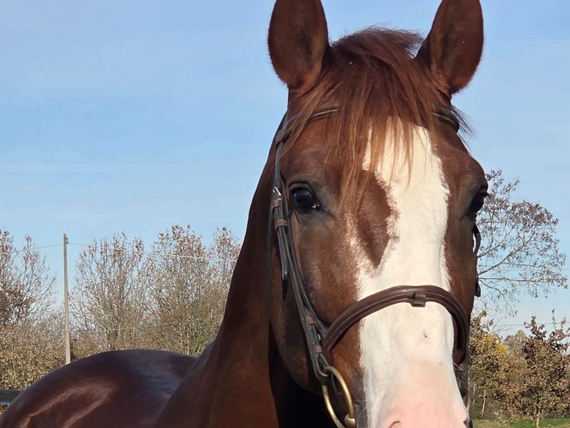 Barrio Dei Dioscuri (BAEDEKER x C'OR DEL SAURO) - Other Studbook for ...